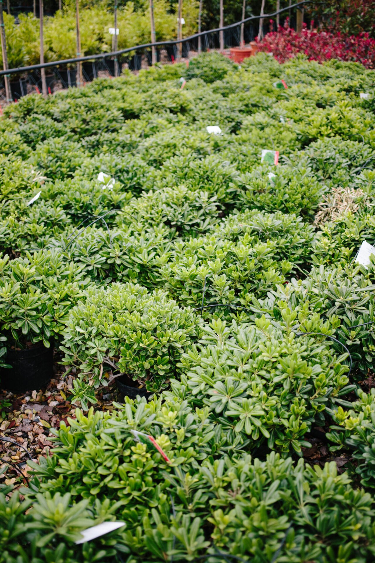 Hedging - Folium and Flos