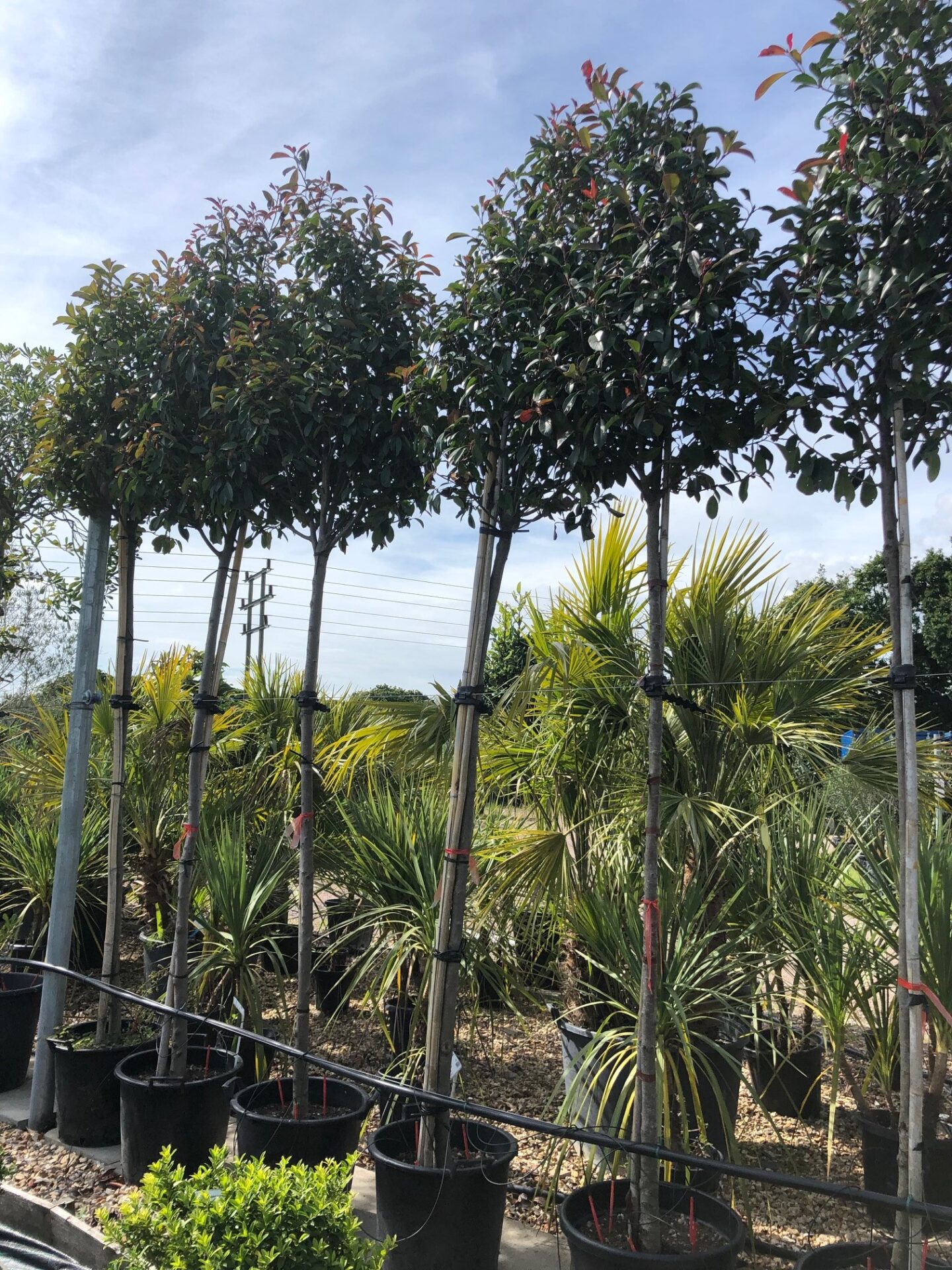 Pleached Trees - Folium and Flos
