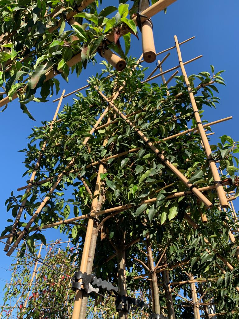 Pleached Trees - Folium and Flos
