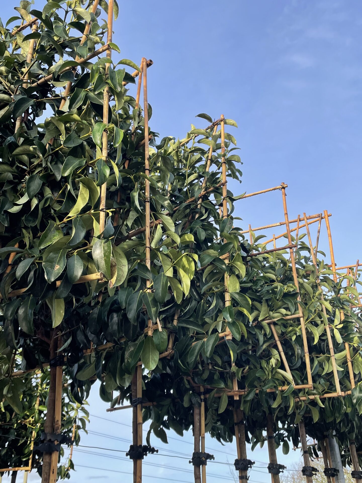 Pleached Trees - Folium and Flos