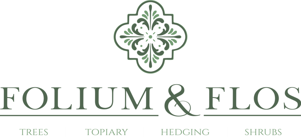 Ultimate Calamondin Care Guide - Folium and Flos