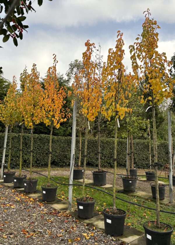 Pyrus calleryana ‘Chanticleer’ (Ornamental Pear) - Folium and Flos