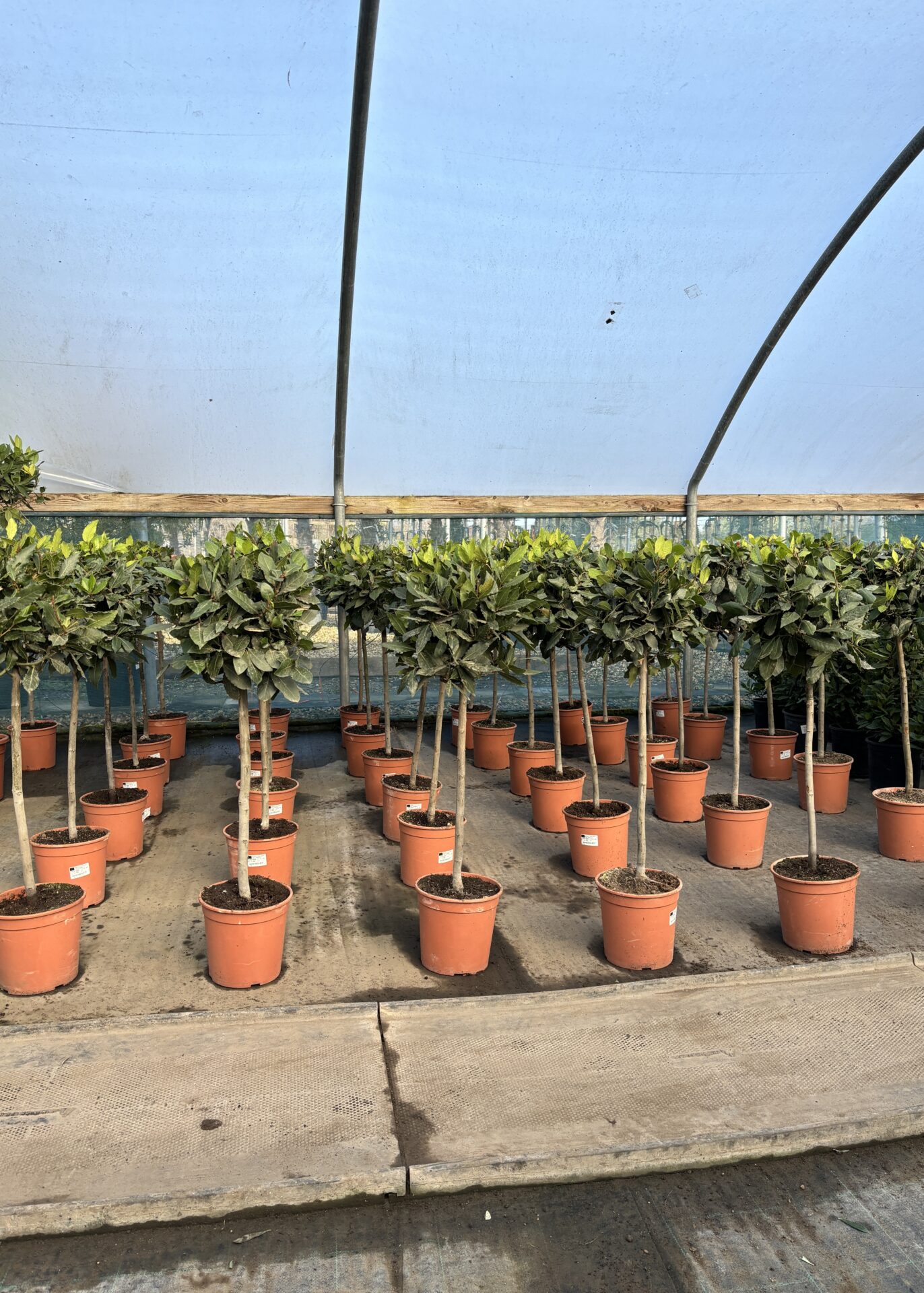 Wholesale Plants - Folium and Flos