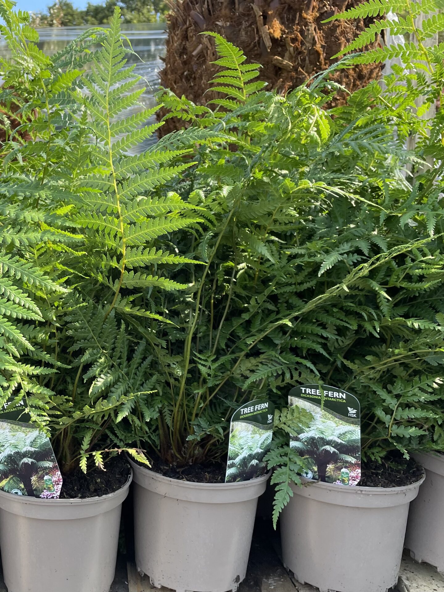 Wholesale Plant Nursery - Folium and Flos - Folium and Flos