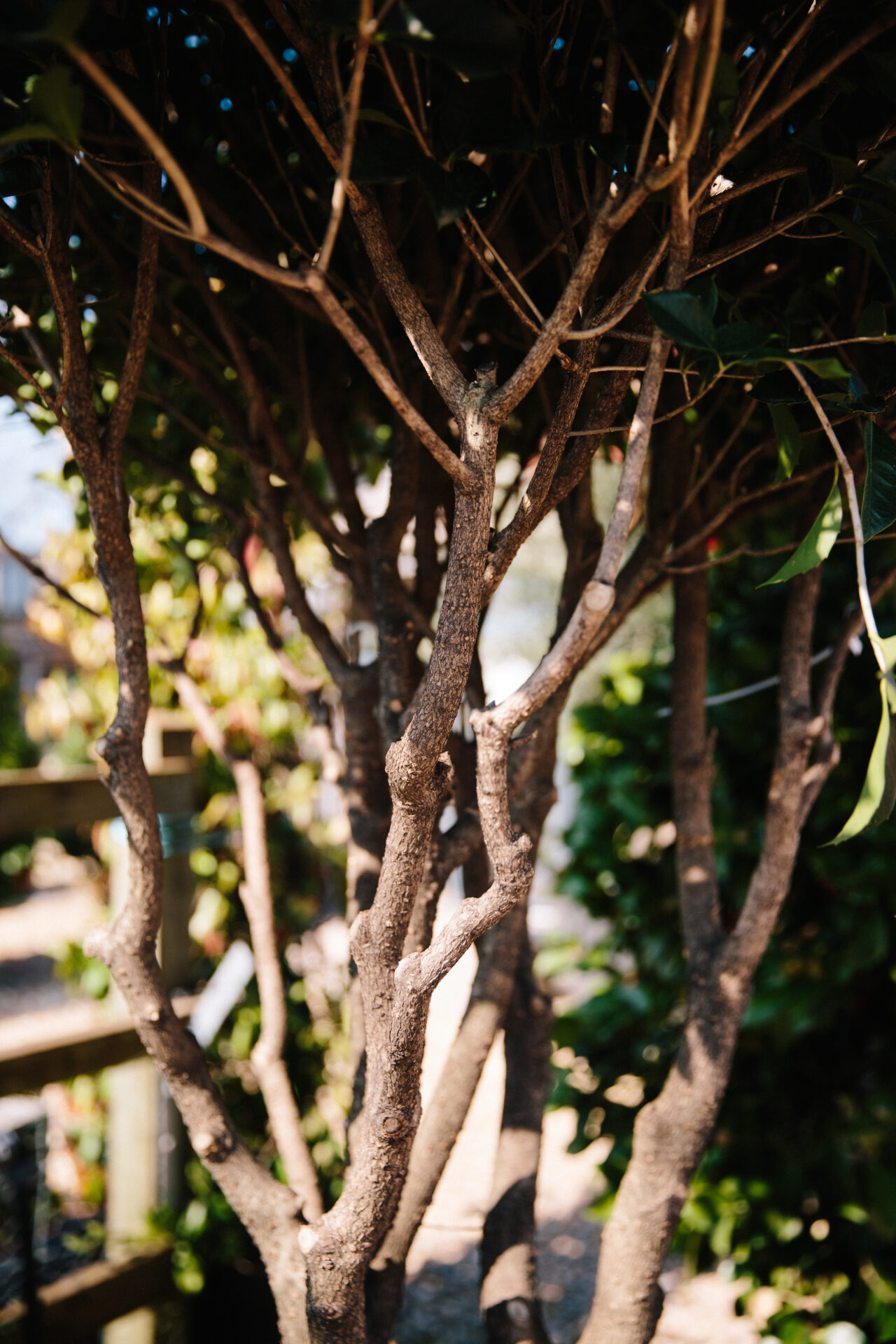 Multistem Tree - Folium and Flos