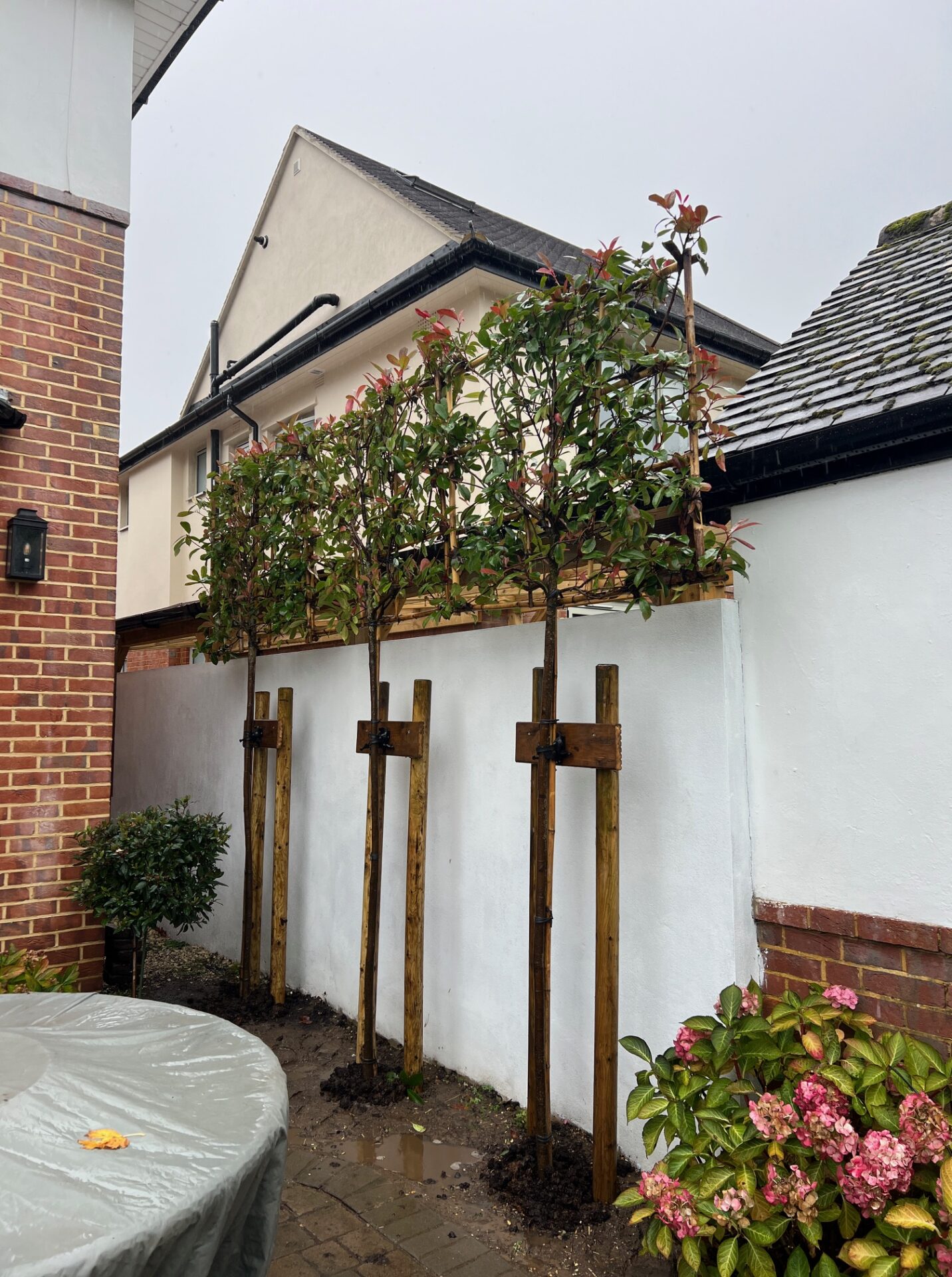 Pleached Tree Planting Service - Southbourne, Dorset - Folium and Flos