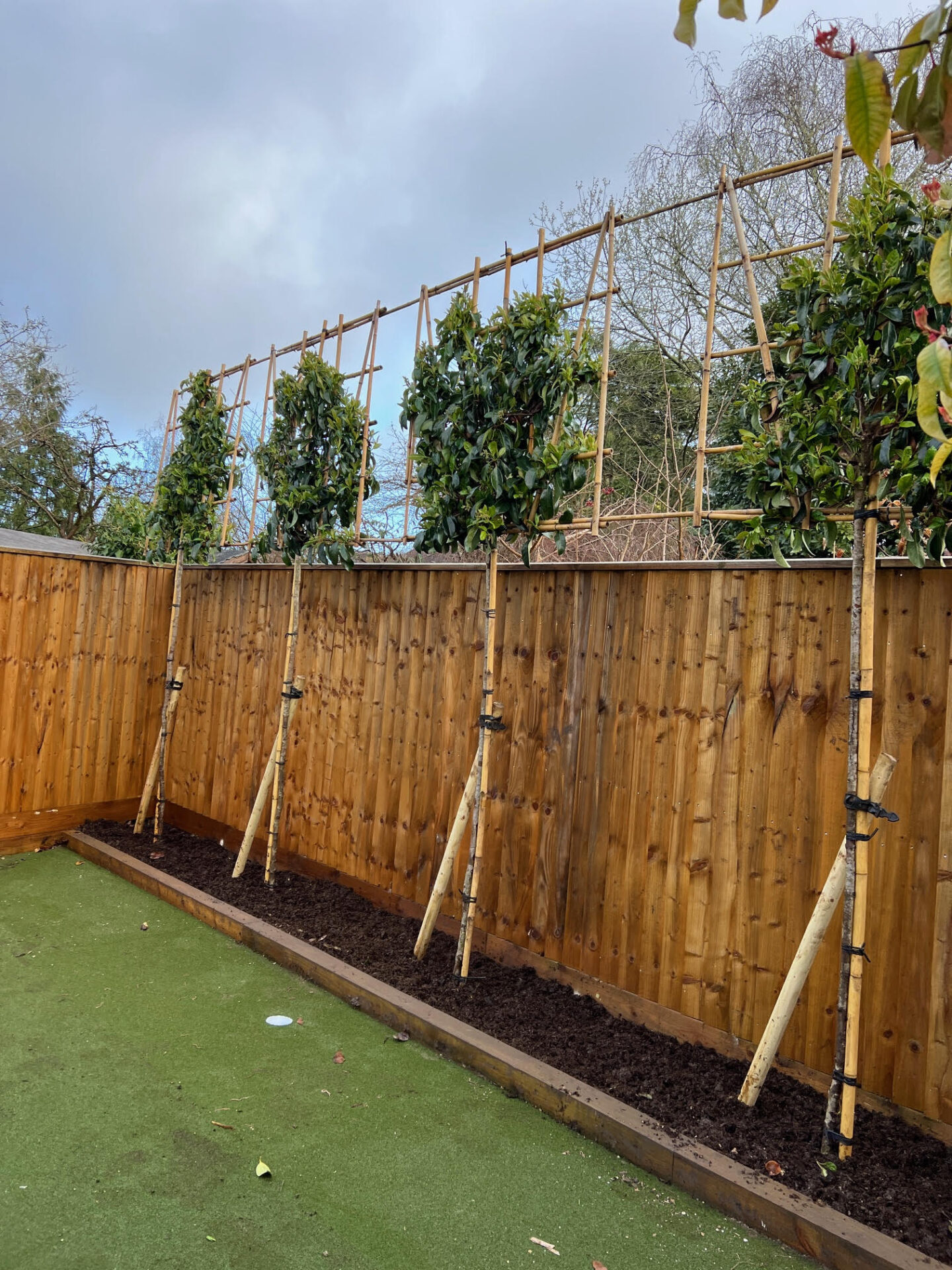 Evergreen Tree Planting in Winchester, Hampshire - Folium and Flos