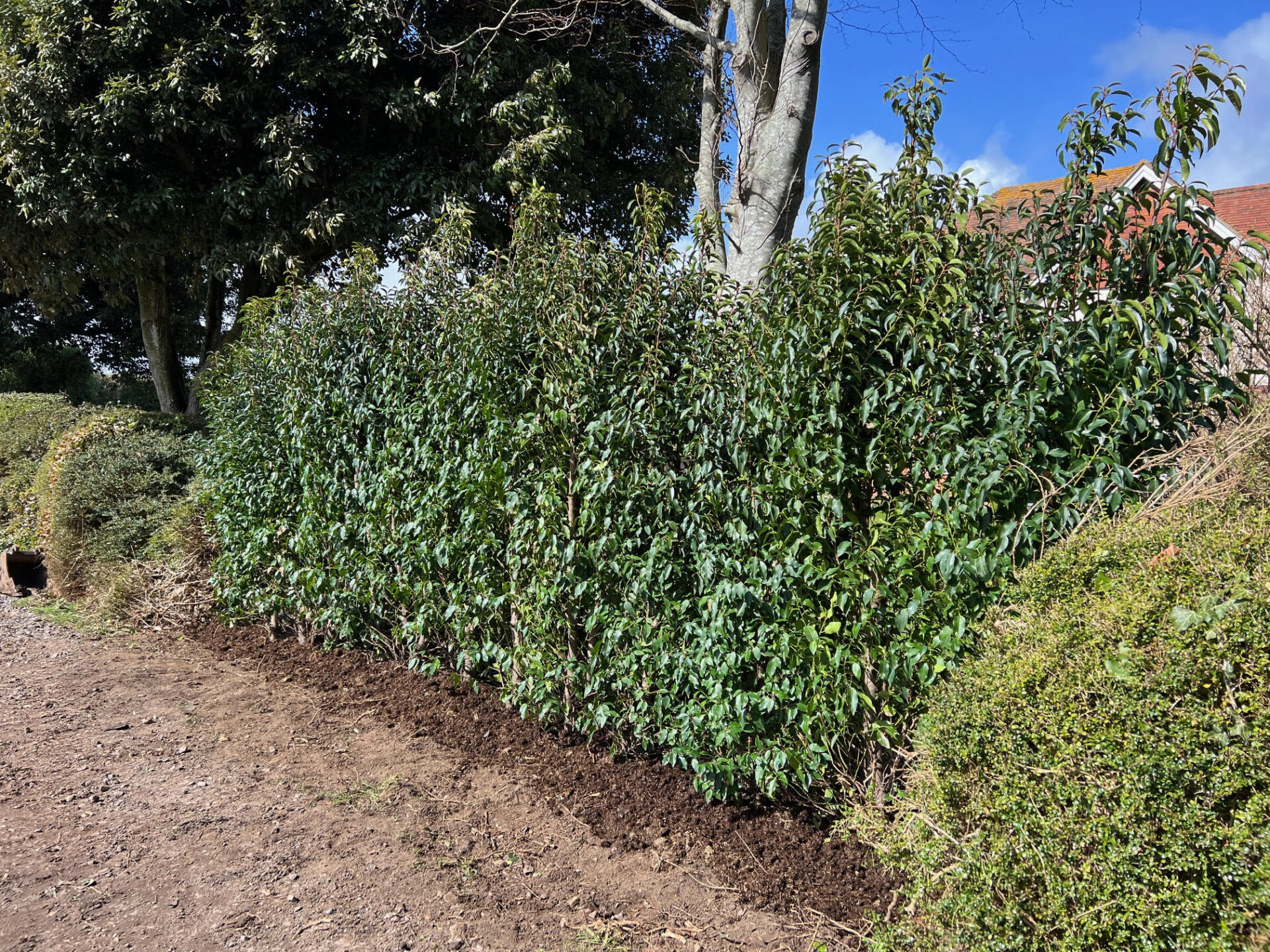 Hedge Removal and Replanting in Everton, Hampshire - Folium and Flos