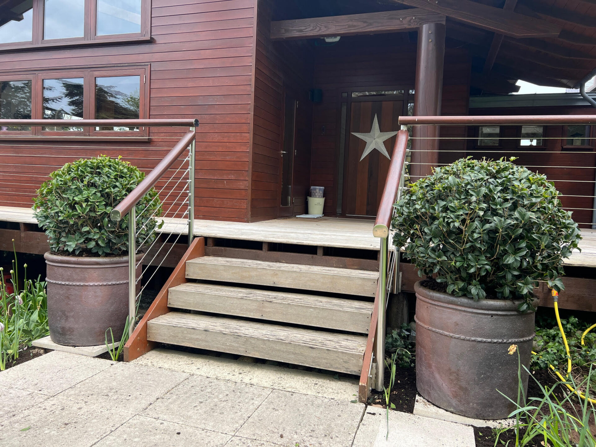Osmanthus aquifolium Topiary Balls - Bransgore, Dorset - Folium and Flos