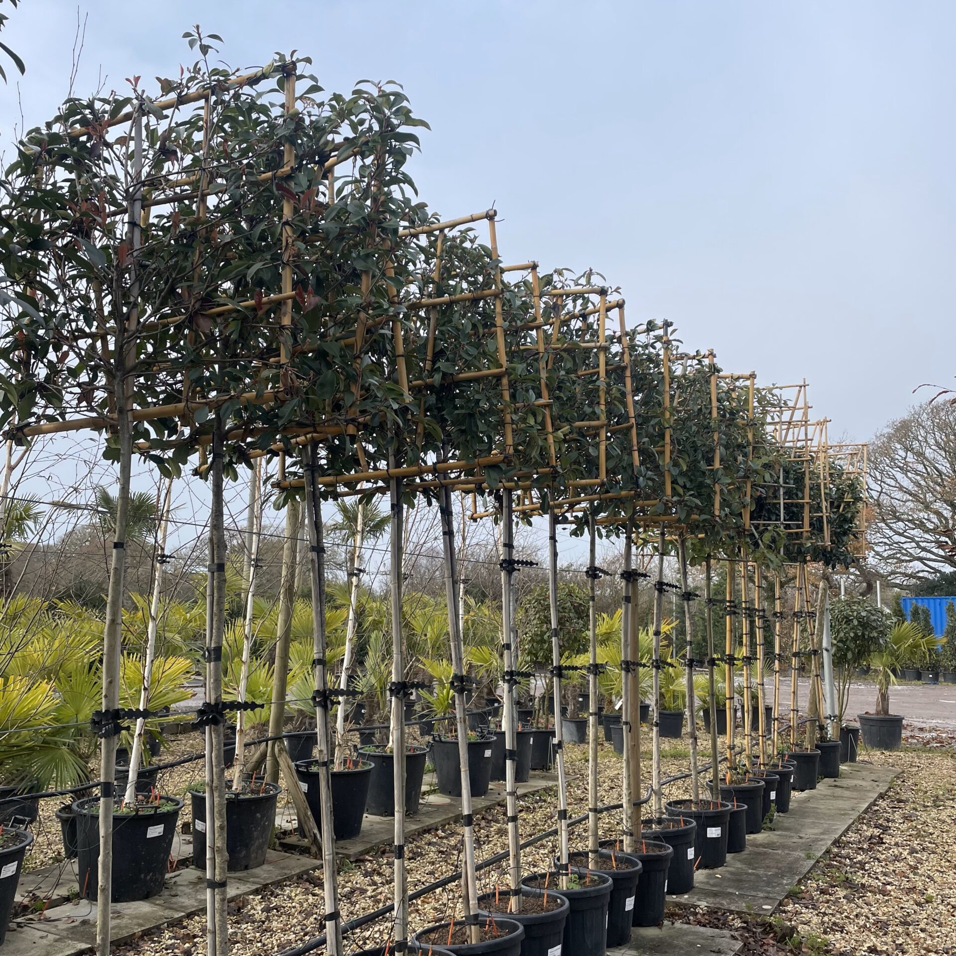 Wholesale Plants In Lyndhurst, New Forest - Folium and Flos