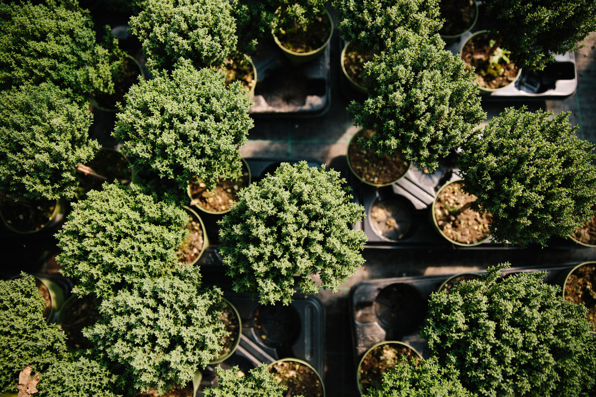 Wholesale Plant Nursery Poole - Folium and Flos